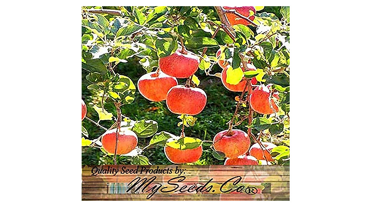 Big Pack Red Delicious Apple Seeds - 500 Tree Seeds