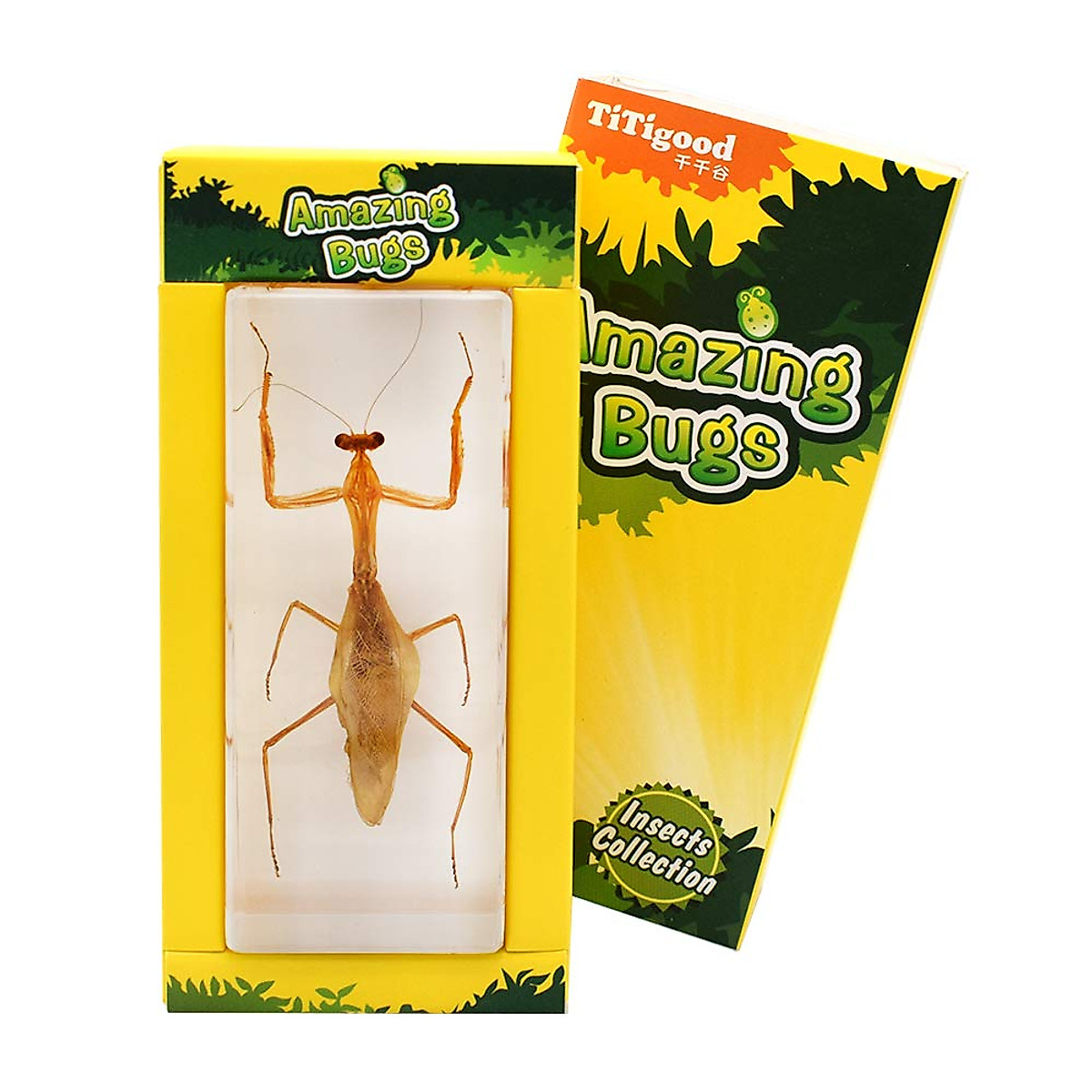 Cherish XT Insect Display Taxidermy Mantis Hierodula patellifera Praying Mantis Specimen Paperweight Science Clammroom Speciemn for Science Education