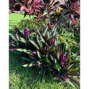 TWO Outdoor Live Plants- Oyster Plant Purple & Green - Grows to Medium Height Outdoor Plant- Young Small Plant