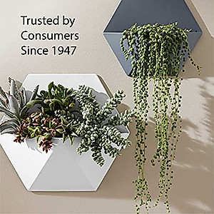 Krylon K05535007 COLORmaxx Spray Paint and Primer for Indoor/Outdoor Use, Gloss Regal Blue 12 Ounce (Pack of 1)