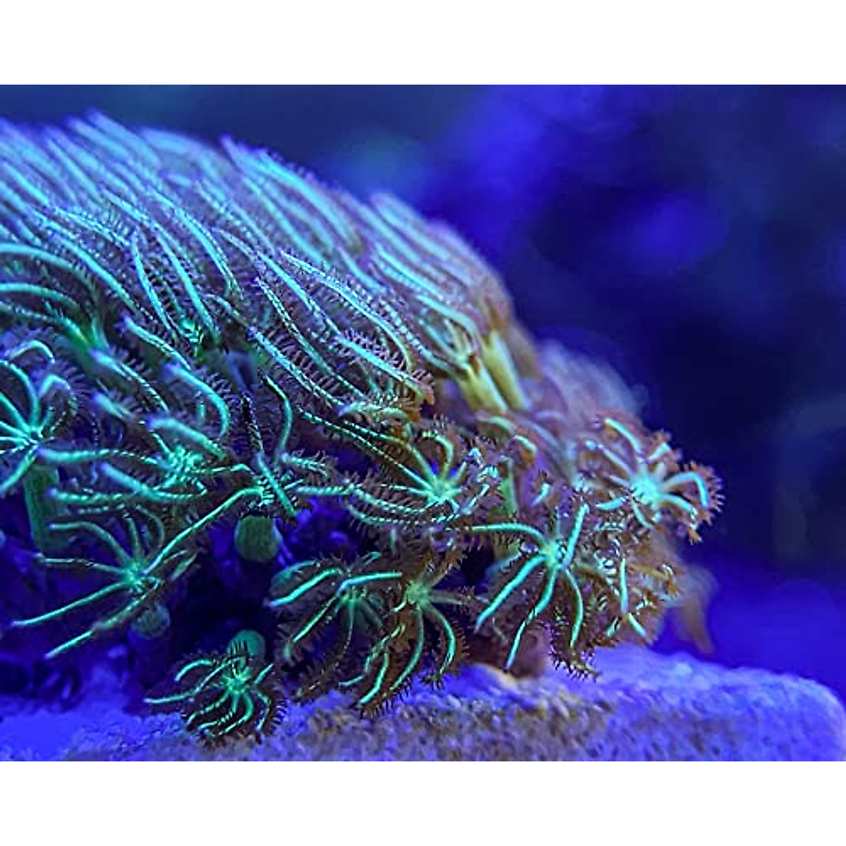 Live Coral Frag Green Star Polyp 1 inch - WWC Long Polyp/Beginner Marine Coral Reef for Saltwater Aquarium