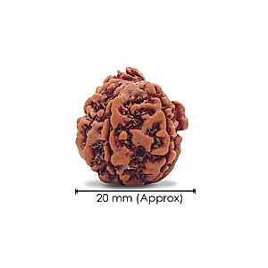 Vedic Vaani Natural Divine Sacred Om Aum Lord Shiva Rudraksh (1 Pcs)