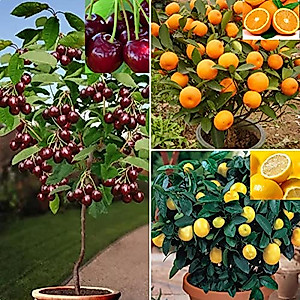 150+ Dwarf Bonsai Fruit Tree Seeds for Planting, 50+ Lemon Tree Seeds /50+ Cherry Tree Seeds /50+ Orange Tree Seeds (3 Variety Individual Packs)