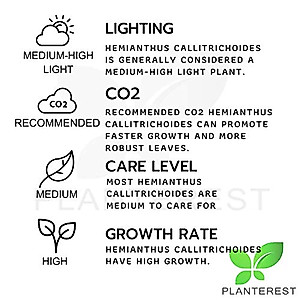 Planterest - Dwarf Baby Tears Hemianthus Callitrichoides 'Cuba' Potted Live Aquarium Plant Tropical Freshwater Decorations BUY2GET1FREE