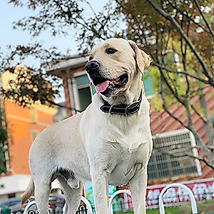 DAIHAQIKO Dog Collar，Leather Dog Collar Classic Heavy Duty Dog Collar Genuine Leather Collar, Soft and Durable for Small, Medium, Large, Extra Large Breed Dogs