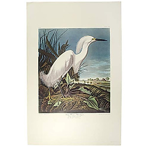Snowy Heron