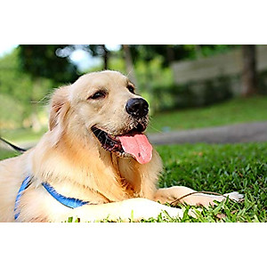 HAPPY PET VITAMINS LLC Dog itching Skin Relief Pills - Dogs Total Health Complex - Natural - Best Hair Coat Immune Eye Teeth UTI Health - max Cranberry for Dogs - 3 Bottles (180 Treats)