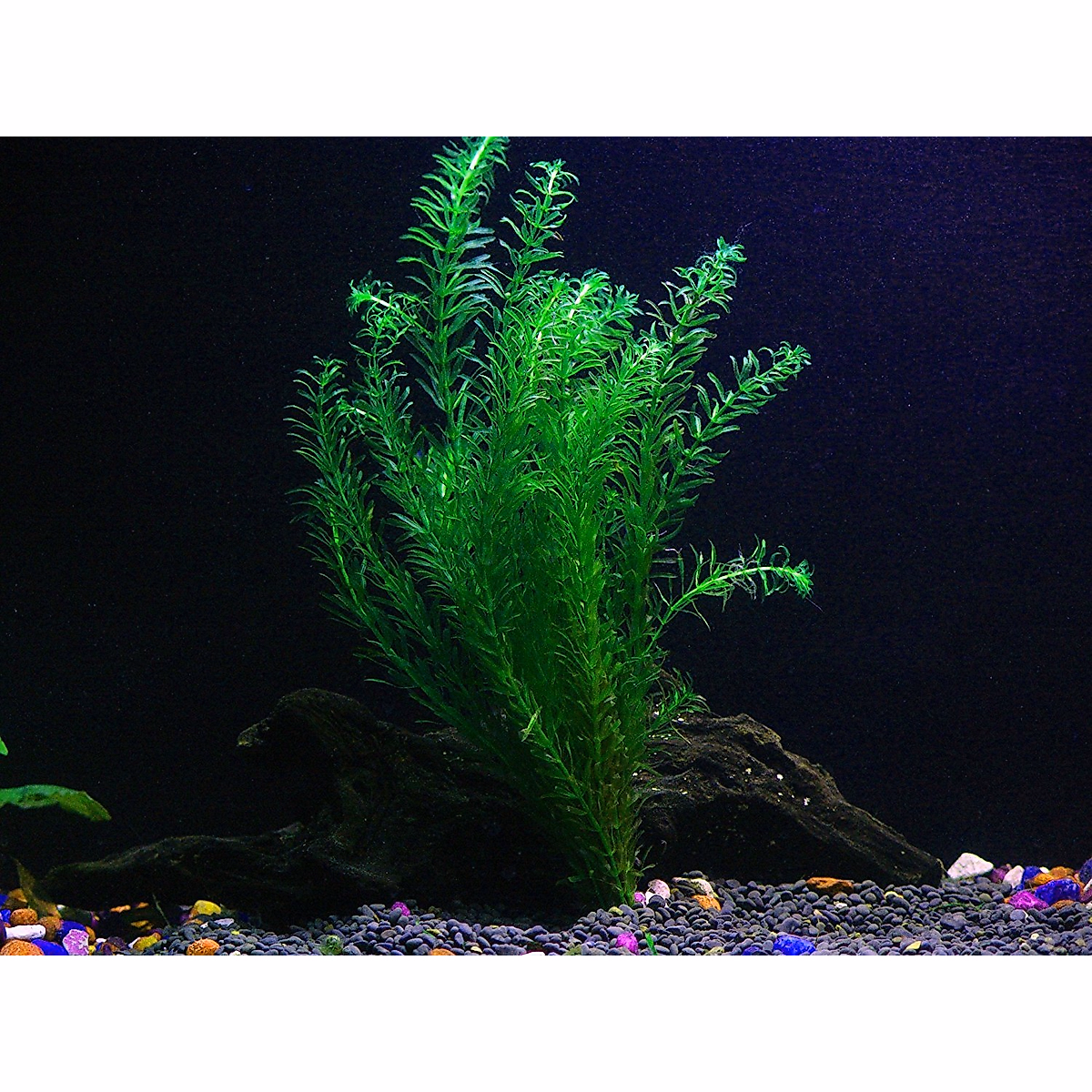 Pond Oxygenating Elodea Anacharis Bunch Plants - Imported and USDA Approved