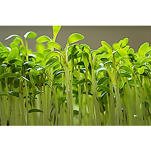 Curled Cress Seeds for Planting, aka "Garden Cress", 500+ Heirloom Seeds Per Packet, (Isla's Garden Seeds), Non GMO Seeds, Botanical Name: Lepidium sativum, Great Home Herb Garden Gift