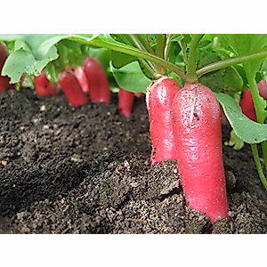French Breakfast Radish Seeds for Planting, 200+ Heirloom Seeds Per Packet, (Isla's Garden Seeds), Non GMO Seeds, Botanical Name: Raphanus sativus, Great Home Garden Gift