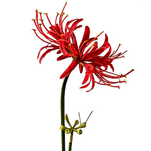 Qingriver 4 Stems 26.38'' Artificial Spider Lily Flowers Lycoris Radiata for Home Garden Decoration Red