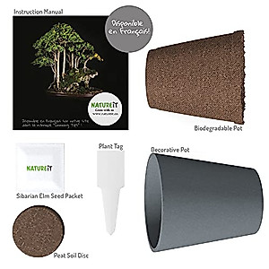 Bonsai Tree Seed Starter Kit. Bonsai Pot Included. Indoor & Outdoor DIY Beginners Easy Grow Craft & Hobby Gardening Set for Women & Men of All Ages. Unusual Housewarming Gift for Plant Lovers