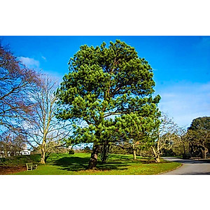 Loblolly Pine Tree | 3 Live Plants | Pinus Taeda | Fast Growing Stately Shade Tree