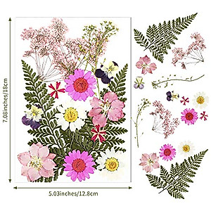 Nuanchu Pressed Flowers Resin Flowers for Resin Mold, Real Daisy Dried Flower Leaves Natural with Tweezers for Scrapbooking DIY Candle Accessories Jewelry Crafts Making (Fresh Style)