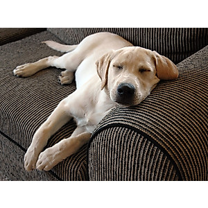 Pet Acoustics Canine Calm Music