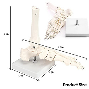 MIIRR Human Foot Skeletal Model,with Tibia and Fibula, Life Size Full Joint Model of Foot and Ankle, Suitable for Teaching and Research Tools
