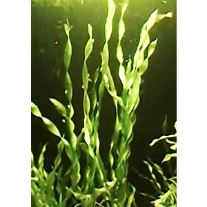 Greenpro Twisted Vallisneria Spiralis Torta Vallis | Americana Asiatica Val Potted Live Aquarium Water Plants Decorations Freshwater Fish Tank
