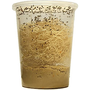 Surmen Legacy Freshly Started Wingless Drosophila Melanogaster Fruit Fly Culture