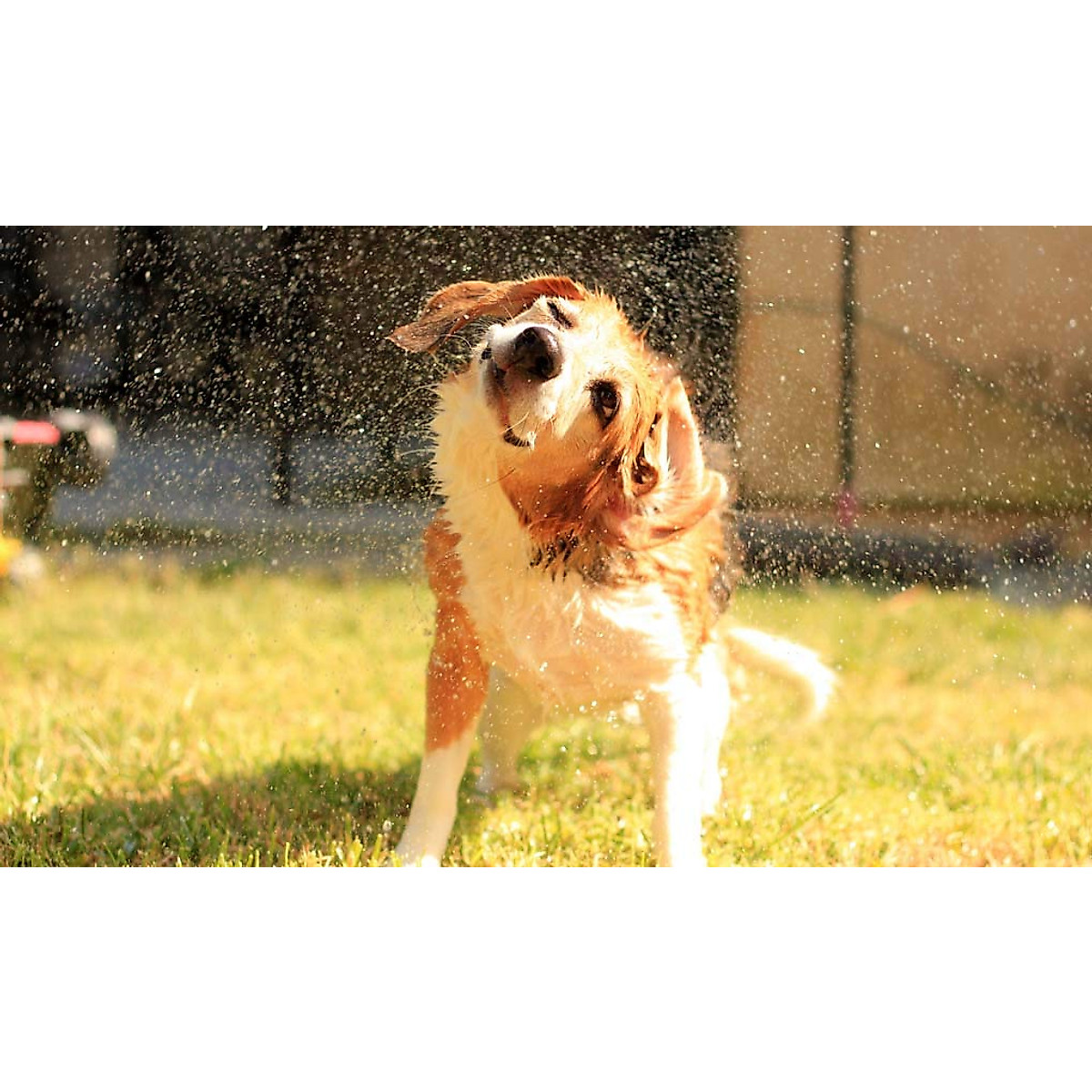 Anti Itch for Dogs Allergy - Dog Hair and Coat Health - Skin Itch Relief - Nail Health - quercetin for Pets - 3 Bottles (180 Tablets)