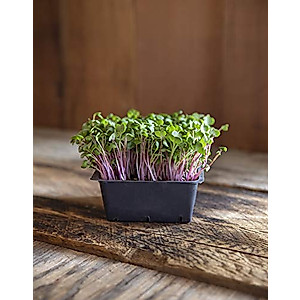Rainbow Radish Sprouting Seeds Mix | Heirloom Non-GMO Seeds for Sprouting & Microgreens | Contains Red Arrow, Purple Triton & White Daikon Radish Seeds 1 lb Resealable Bag | Rainbow Heirloom Seed Co.