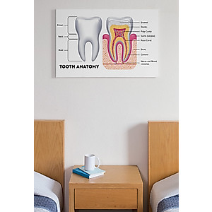 Dental Chart Wall Art Poster Dental Office Decor Nursing School Essentials Dental Medical Assistant Accessories Tooth Anatomy Science Posters Teacher Supplies Cool Wall Decor Art Print Poster 18x12