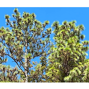 18-Pack Extra-Large (5 to 7 inch) Long Leaf Pine Cones for Decorating Home, Tables, Vase Fillers, Corporate Events, Crafts, Birdfeeders, Natural Pine Cone Holiday Ornaments. (unscented)