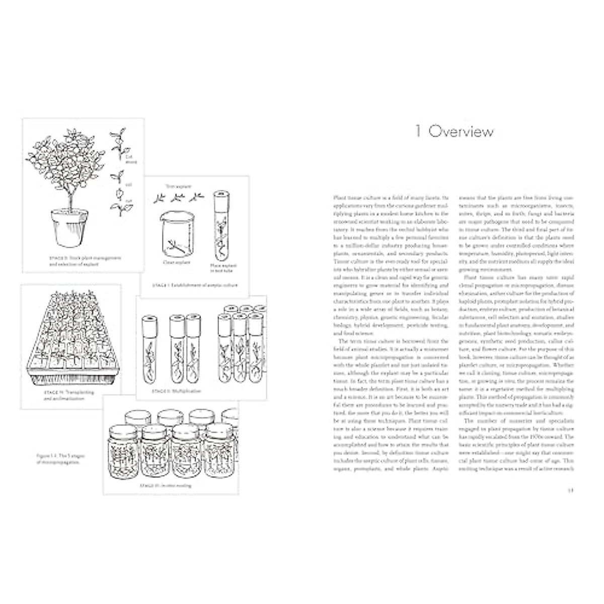Plants from Test Tubes: An Introduction to Micropropogation