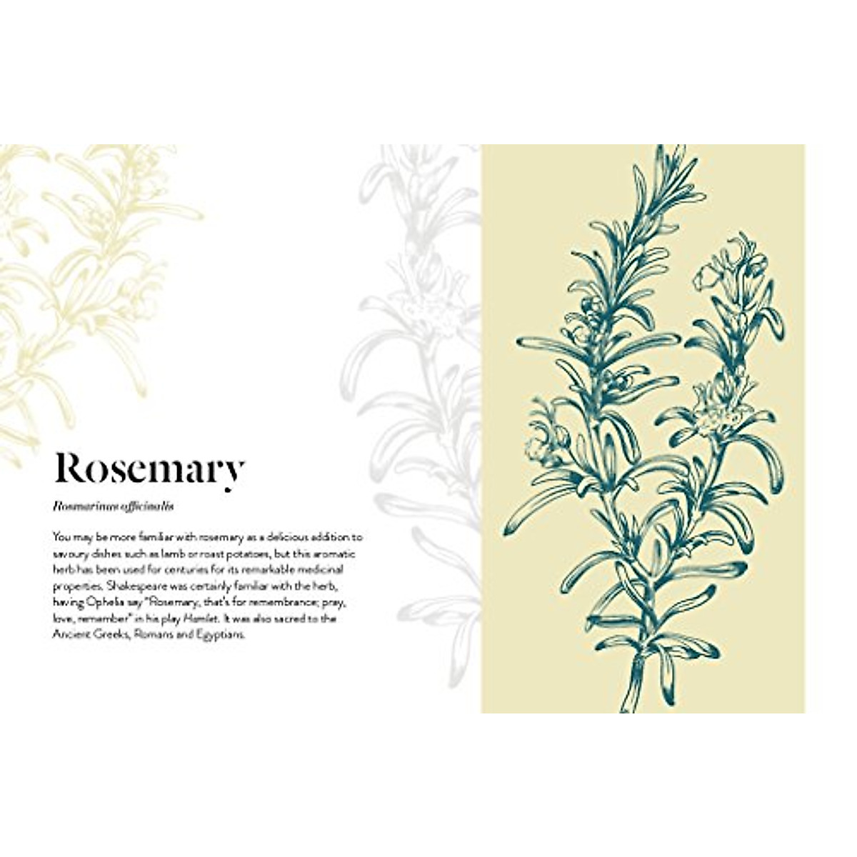 Adaptogens: Harness the power of superherbs to reduce stress & restore calm