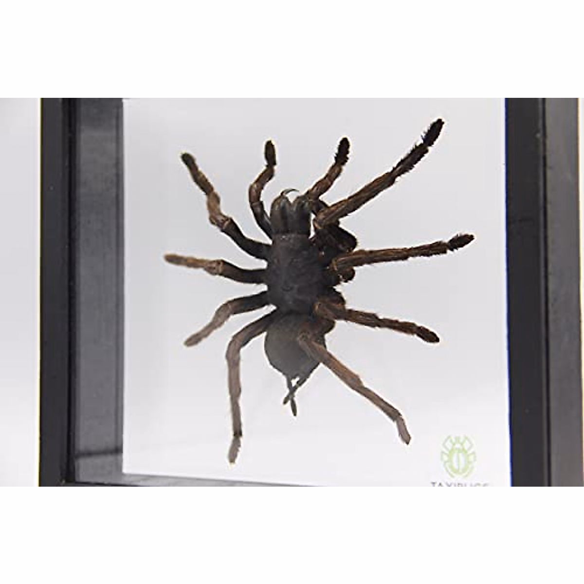Real Giant Bird Eating Tarantula EURYPEIMA SPINCRUS Spider Taxidermy Transparent Boxed Display (Glass Background Black Frame)