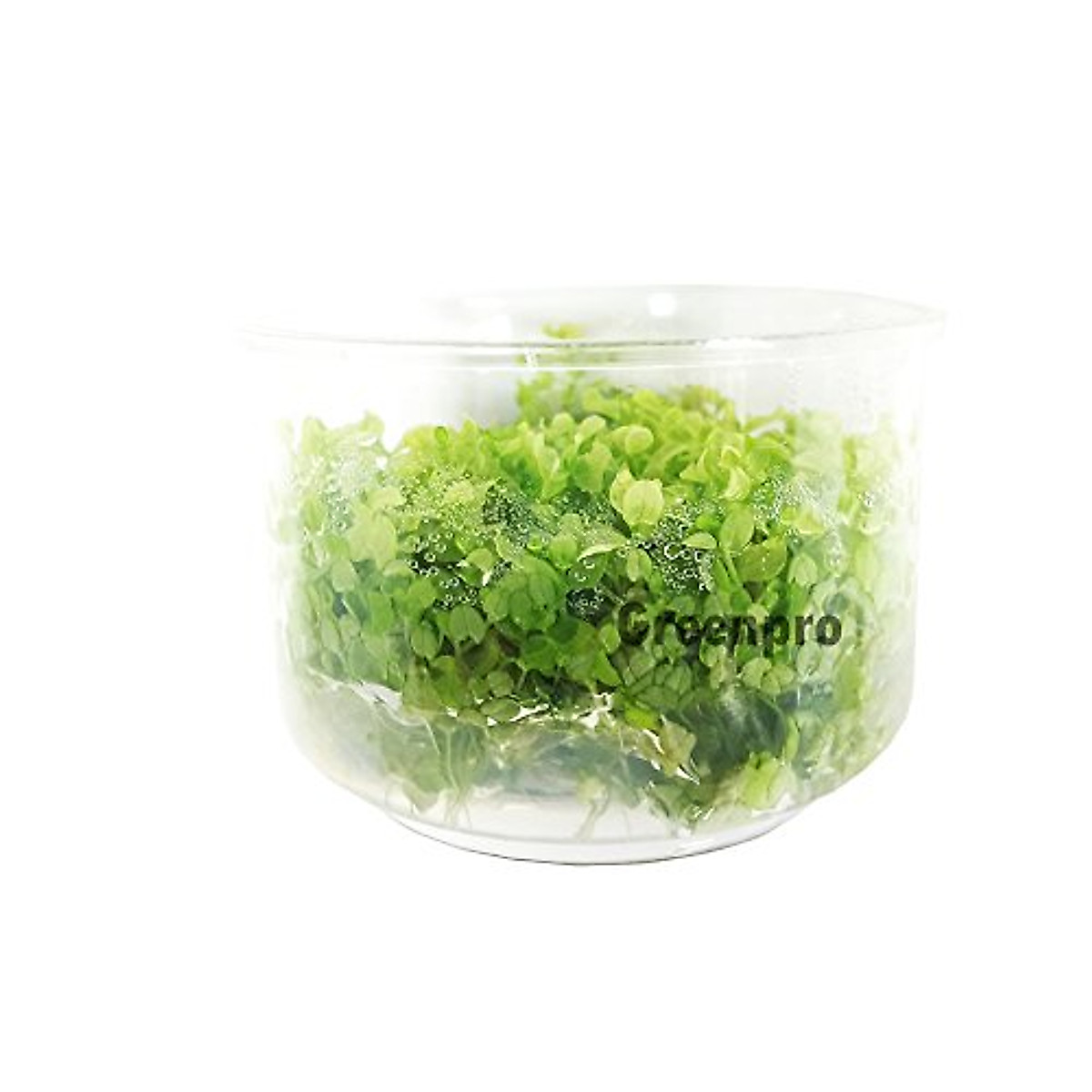 Micranthemum Monte Carlo New Large Pearl Grass Live Aquatic Plant in Tissue Culture Cup for Aquarium Freshwater Fish Tank by Greenpro