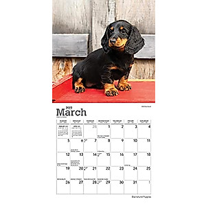 Dachshund Puppies | 2023 7 x 14 Inch Monthly Mini Wall Calendar | BrownTrout | Animals Dog Breeds Puppy DogDays