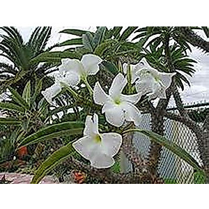 Indoor Bonsai, MADAGASCAR PALM, 6 Years Old, Flowers, Broom Style.