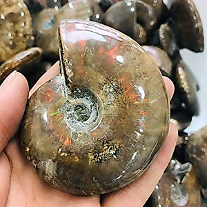 1PC raw Natural Rainbow Color Ammonite Fossils Mineral Specimen Animal Snail Statue for feiki Healing Mineral Collection