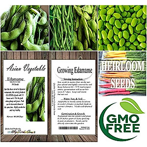 Japanese Edamame Seeds ~~ Soy Bean HIGH in Protein - Young Soy Bean - 80-90 Days (0125 Seeds - 1 oz)