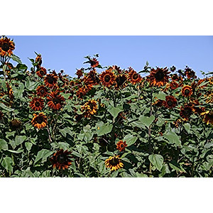 Velvet Queen Mix Sunflower Seeds for Planting, 50+ Seeds Per Packet, (Isla's Garden Seeds), Non GMO & Heirloom Seeds, Scientific Name: Helianthus annuus, Great Home Garden Gift