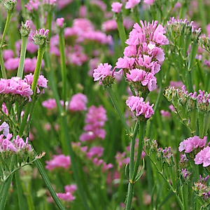 Outsidepride 1000 Seeds Annual Limonium Rose Statice Flower Seeds for Planting