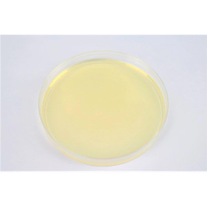 Sabouraud Dextrose Agar-II (SDA), (10-Pack), Pre-Poured, 15x100mm Petri Plates, For the Cultivation, Isolation and Identification of Yeasts and Molds.