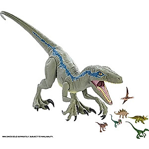 Mattel Jurassic World Super Colossal Velociraptor Blue Dinosaur Action Figure Toy, 3.5-ft Long with Eating Feature (Amazon Exclusive)