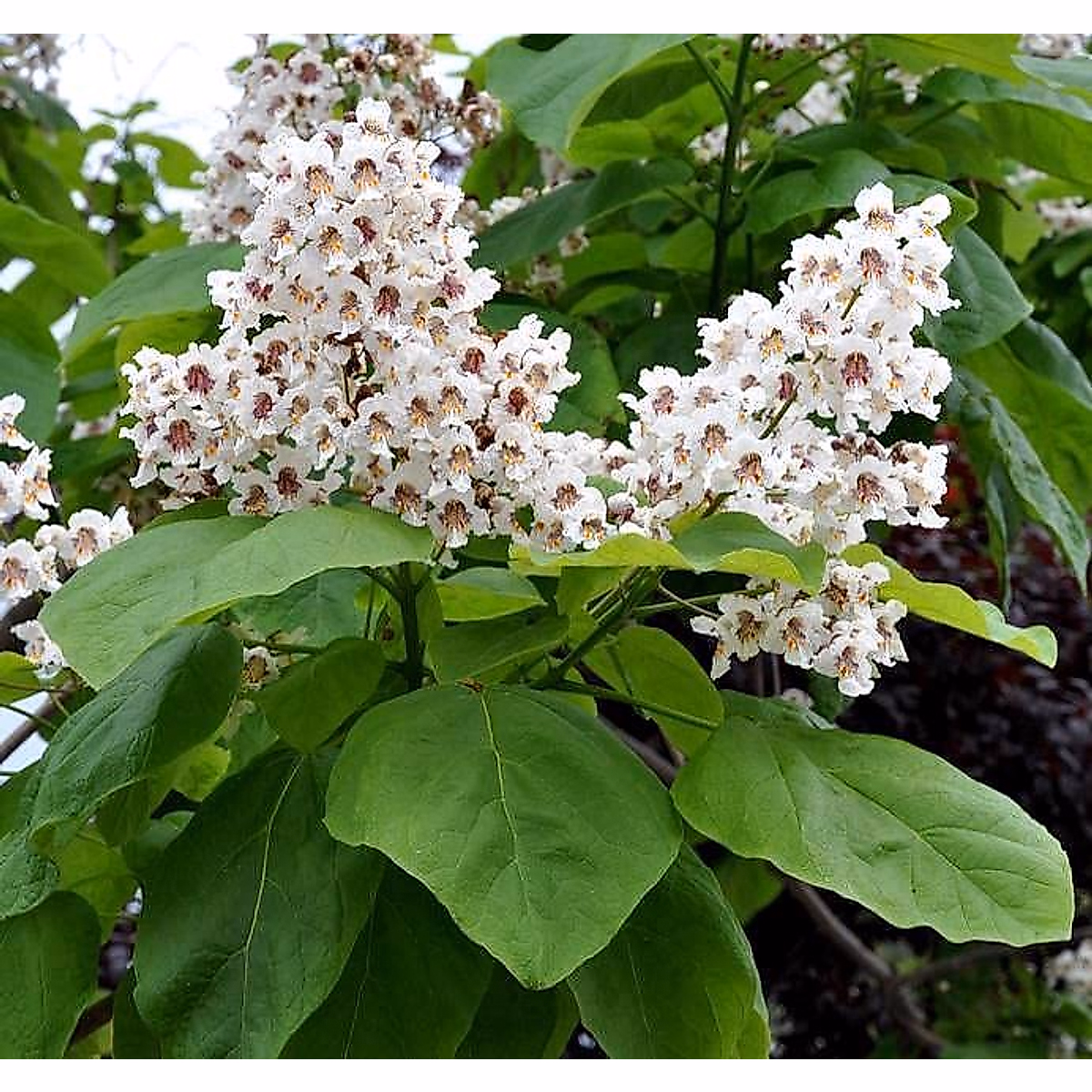 Indian Bean Tee Southern Cigar Tree Catawba Tree Catalpa Bignonioides 10 Seeds