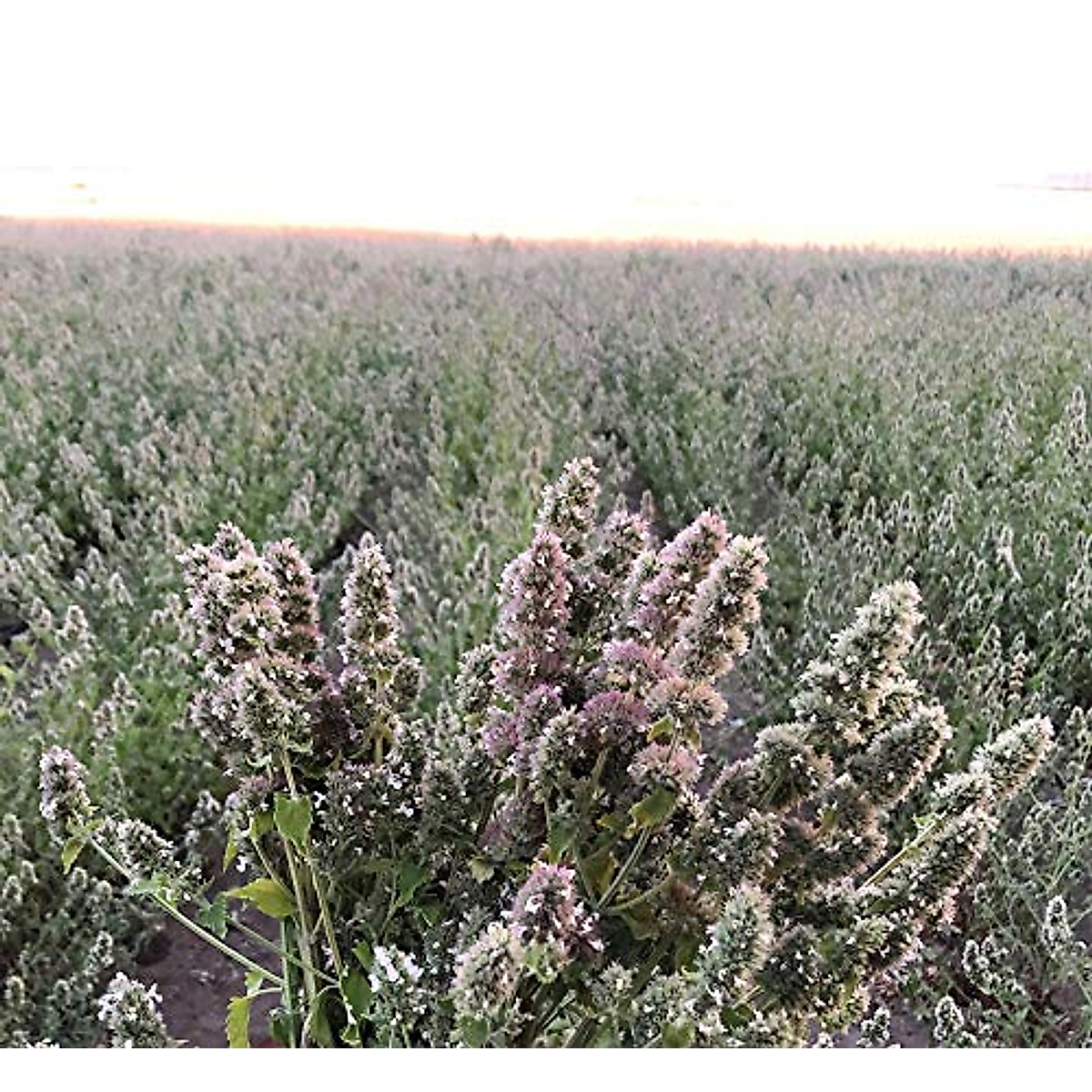 From The Field Ultimate Blend Silver Vine/Catnip Mix Tub 3.5 oz/Large,white