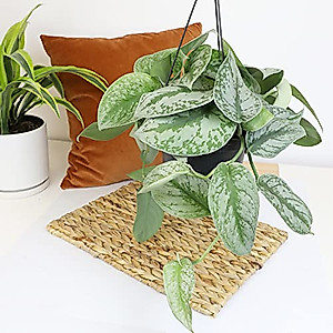 Silver Satin Pothos Plant Live Plant Hanging Basket, Silver Pothos Hanging Plant Live House Plants Indoors, Real Plants Indoor Live Plants Indoor Plants Live Houseplants Live Indoor by Plants for Pets