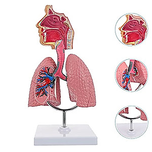 VILLCASE Human Nasal Cavity Throat Anatomy Model, Human Lung Model, Respiratory System Lung Model Teaching Tool, for Students Study Display Teaching Model