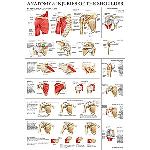 Palace Learning 2 Pack - Anatomy and Injuries of The Shoulder & Hip Poster Set - Anatomical Chart Set - Laminated 18" x 24"