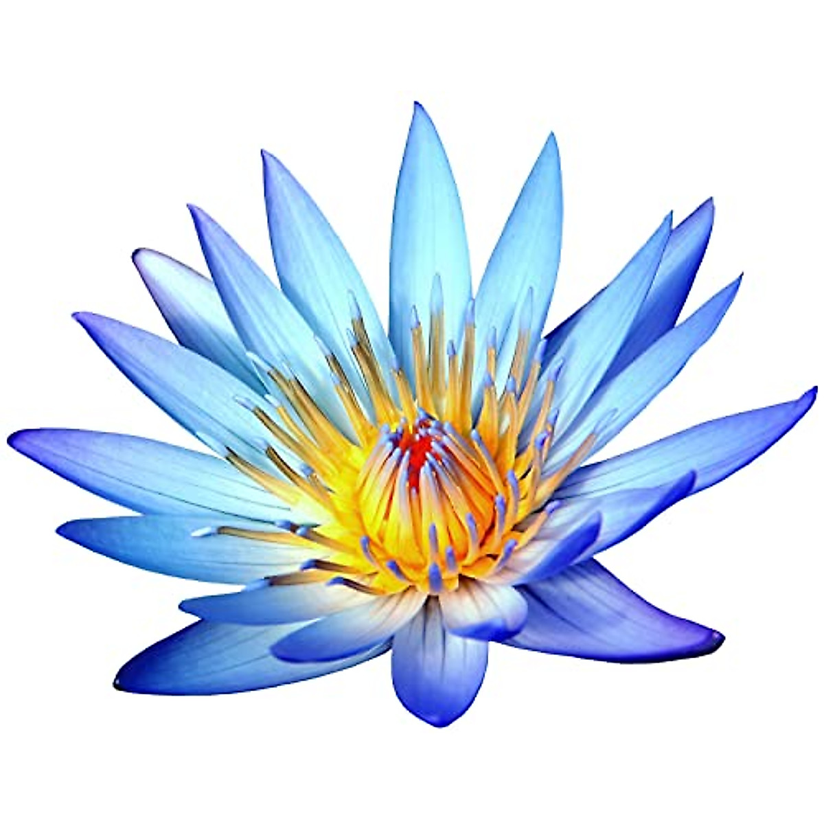 Premium Exotic Whole Flower - Natural Whole Flower Herbal Tea 1.0oz(28g) - Caffeine Free, Non-GMO