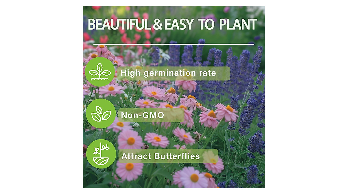Plant Pyrethrum Seeds: Vibrant Daisies & Attract Wildlife