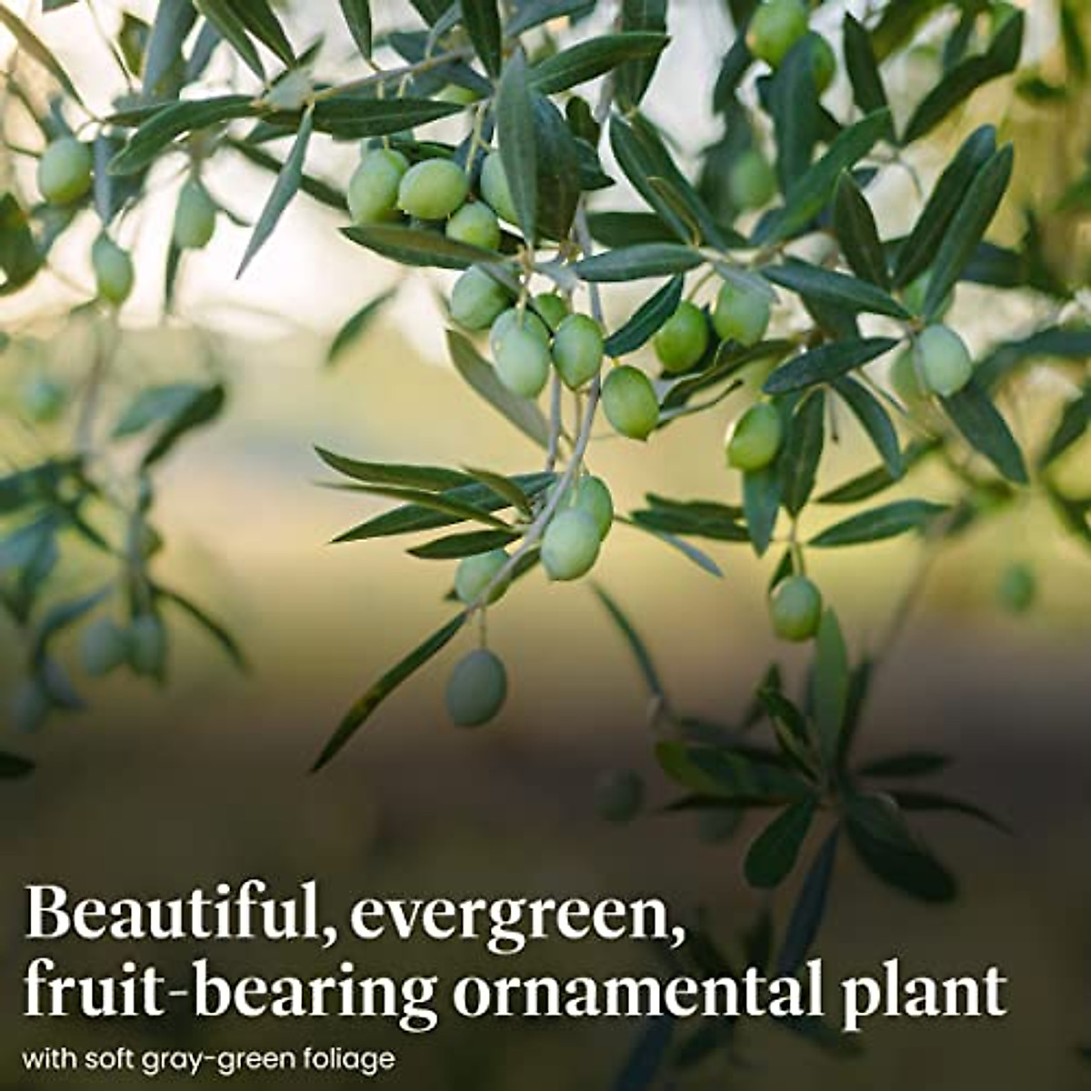 American Plant Exchange Arbequina Olive Tree, 6-Inch Pot, 2.5ft Tall, Self-Pollinating, Live Fruiting Indoor & Outdoor Houseplant, Perfect for Home & Office