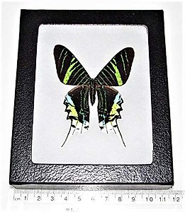 BicBugs Urania leilus Real Framed Day Flying Moth Green Blue Peru South American Sunset Moth