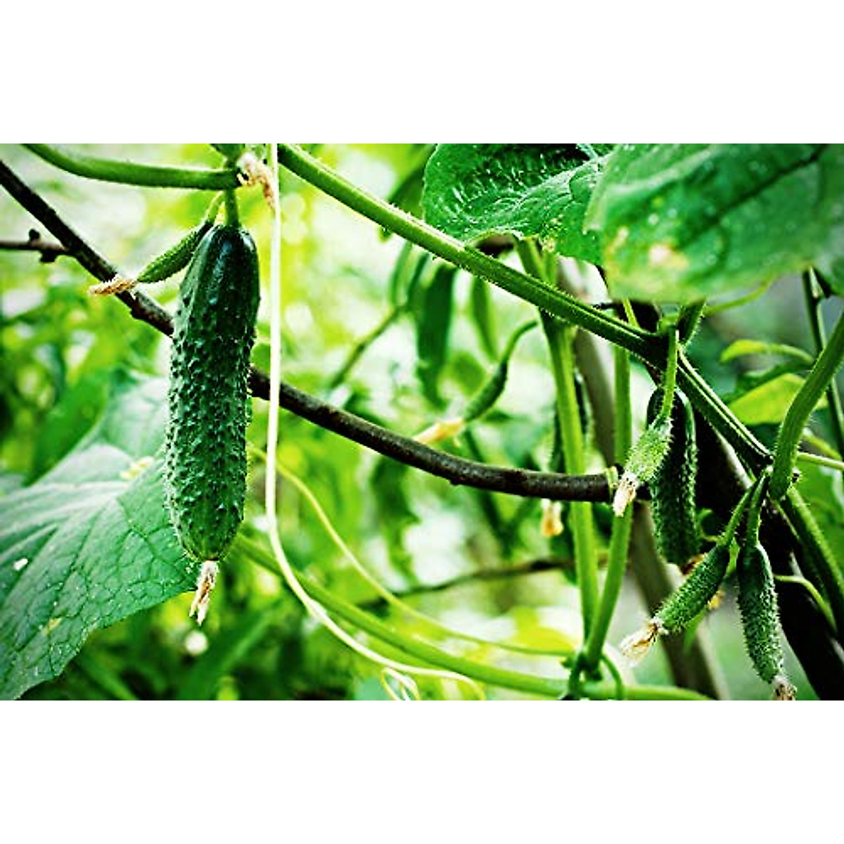 Seeds Cucumber Indoor F1 Room Early Self-pollinated Pickling Vegetable for Planting Heirloom Non GMO