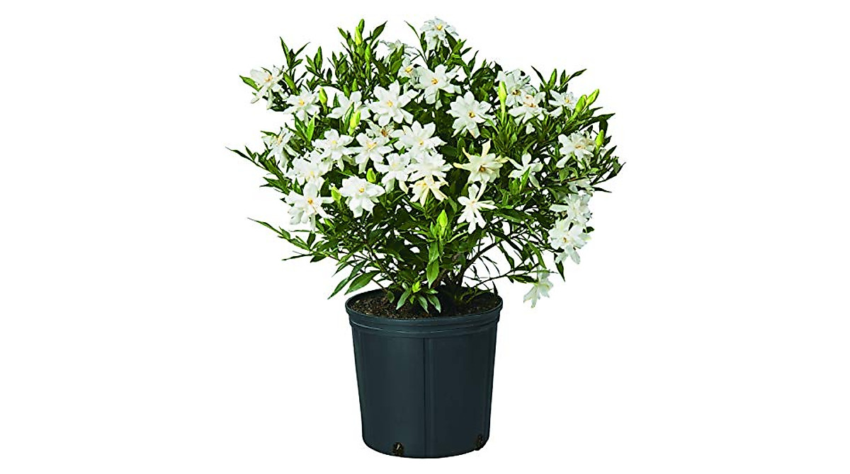 Frostproof Gardenia Shrub with White Blooms - 2.5 Qt