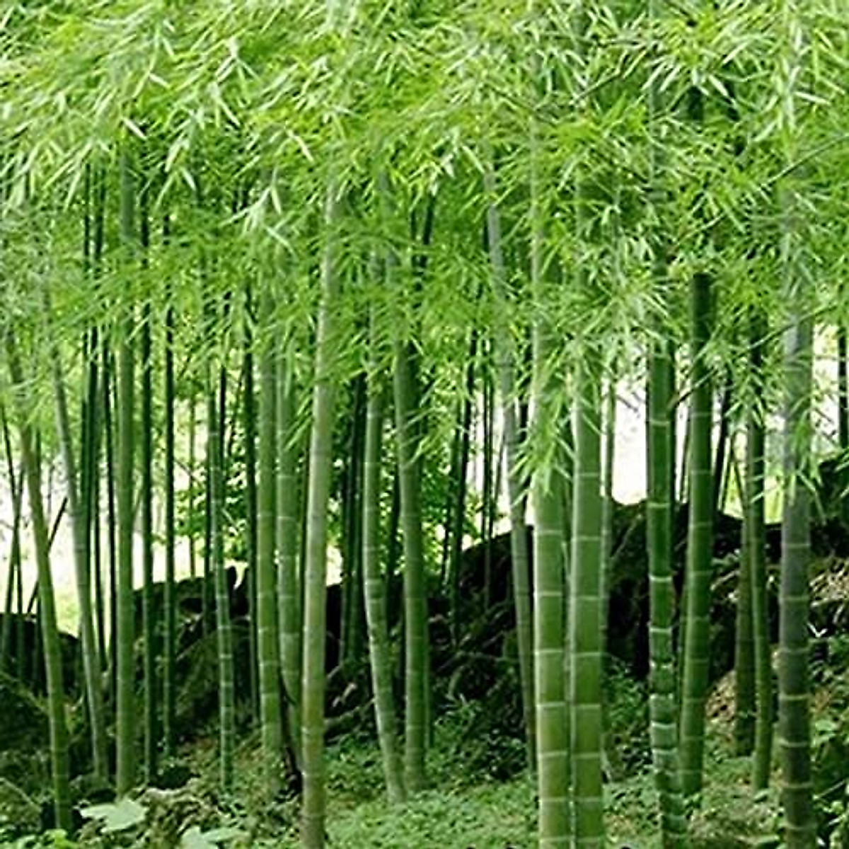 CHUXAY GARDEN 60 Seeds Phyllostachys Edulis,Moso Bamboo,Tortoise-Shell Bamboo,Edible Bamboo,Phyllostachys Pubescens, Running Bamboo Hardy Privacy Screen Plant Best Organic Bonsai